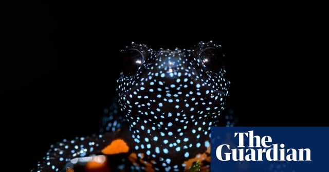 Galaxy Frogs Vanish Amid Habitat Disturbance by Photographers ...